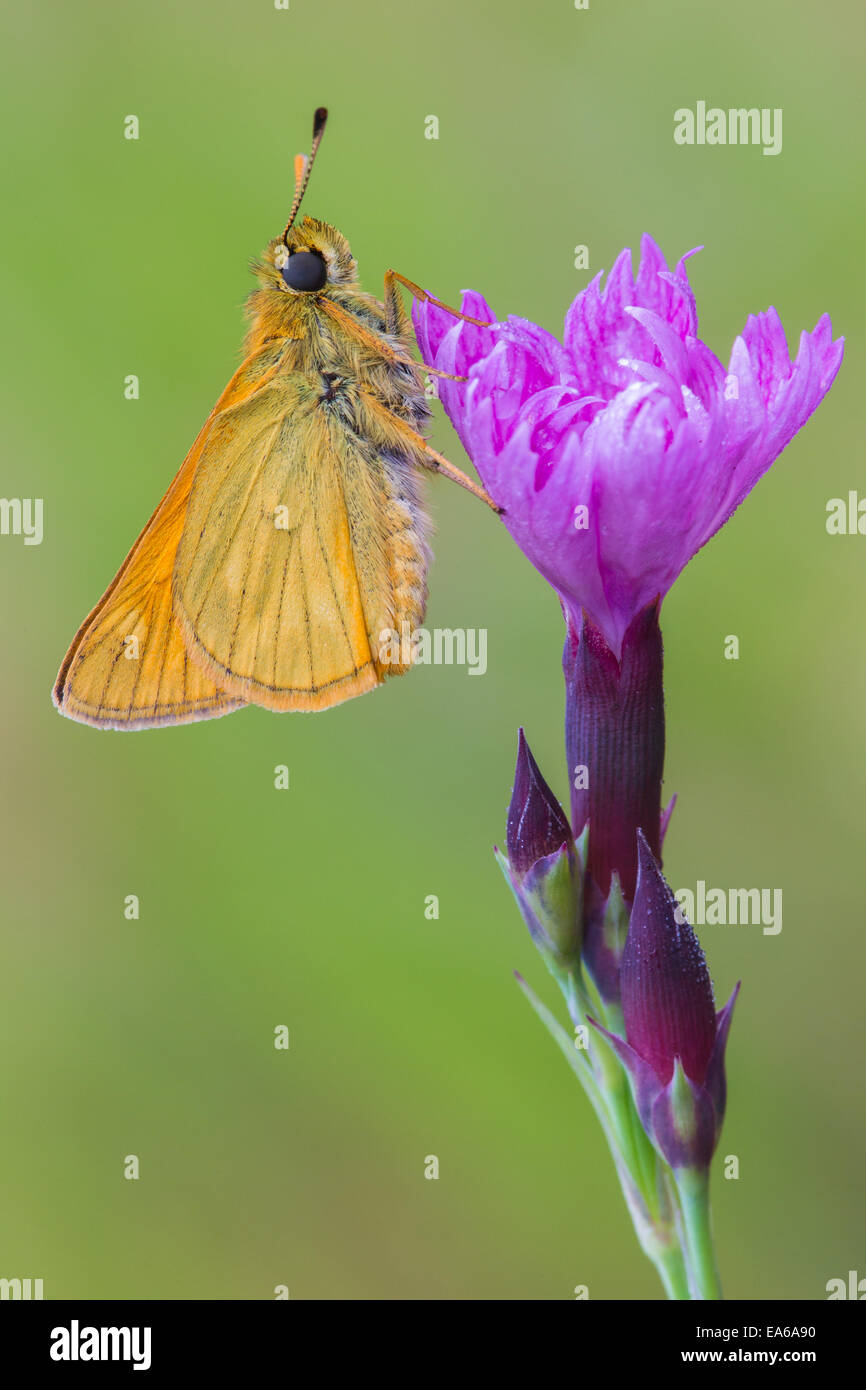 Skipper points hi-res stock photography and images - Alamy