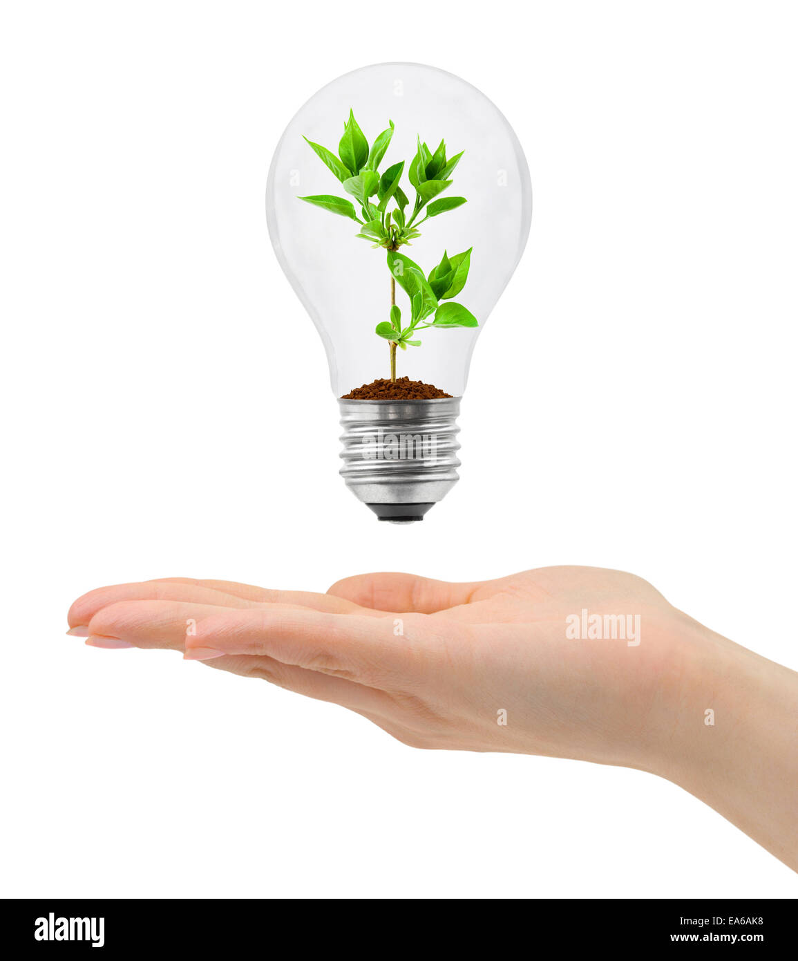 Hand and bulb with plant Stock Photo - Alamy
