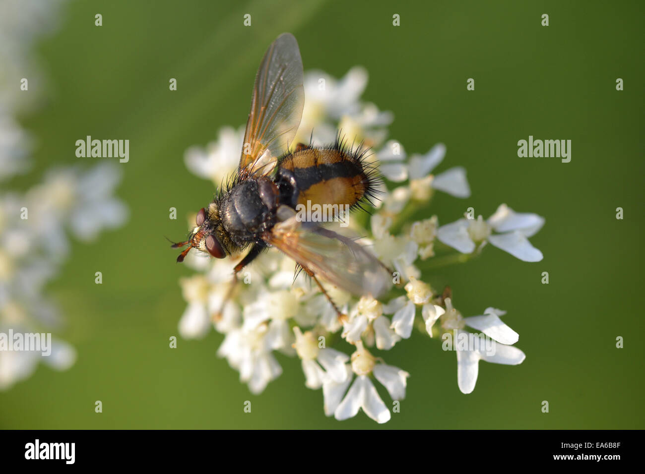 Fera hi-res stock photography and images - Alamy