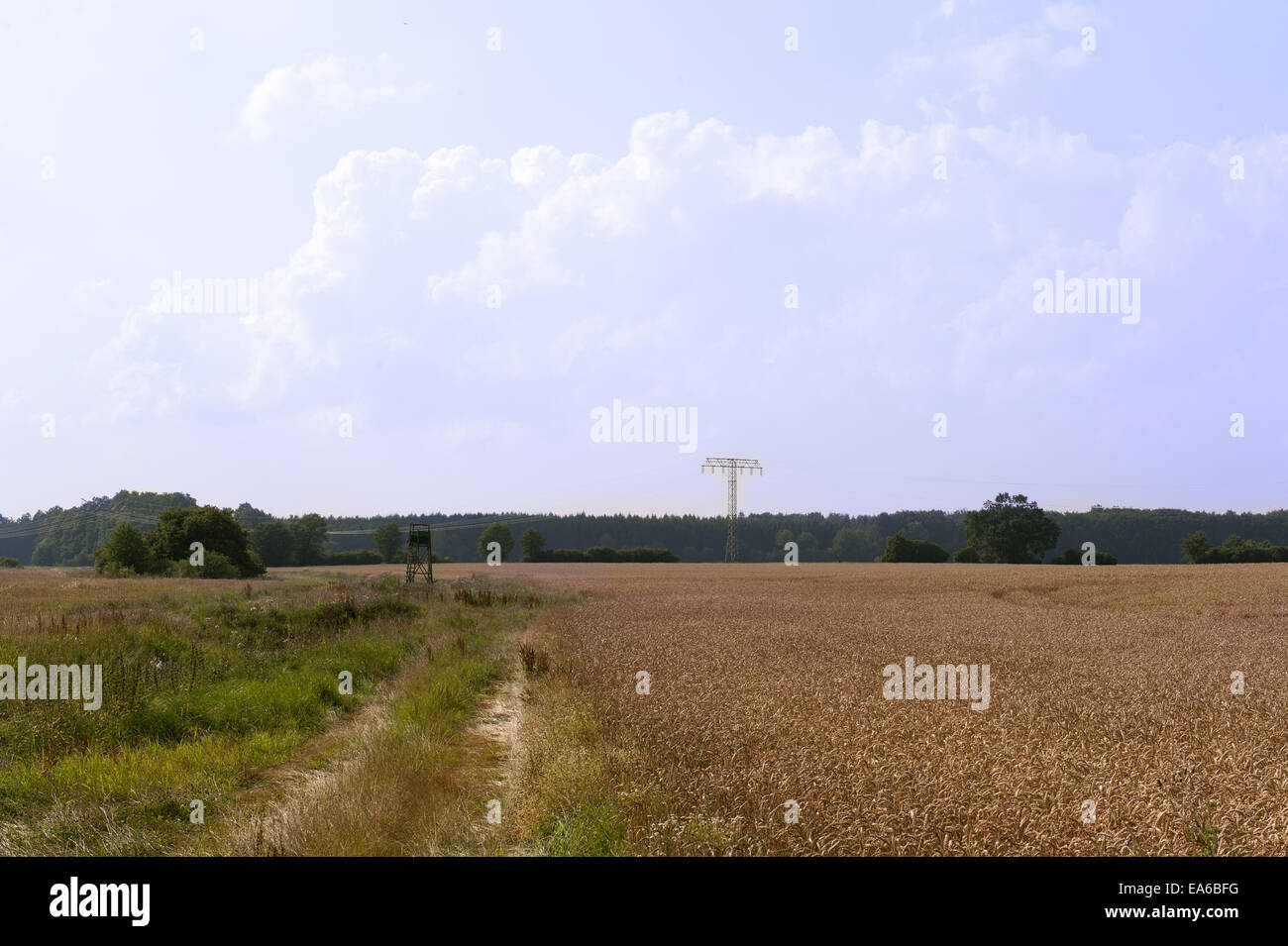 field and blue sky, a beautiful spring landscape Stock Photo - Alamy