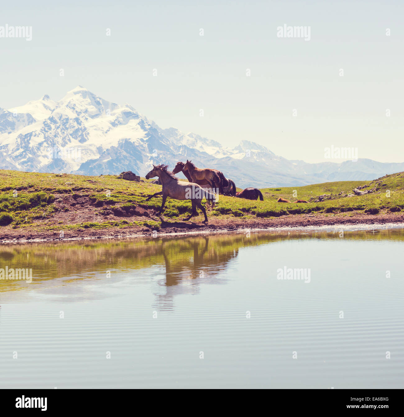 Horse in mountains Stock Photo - Alamy