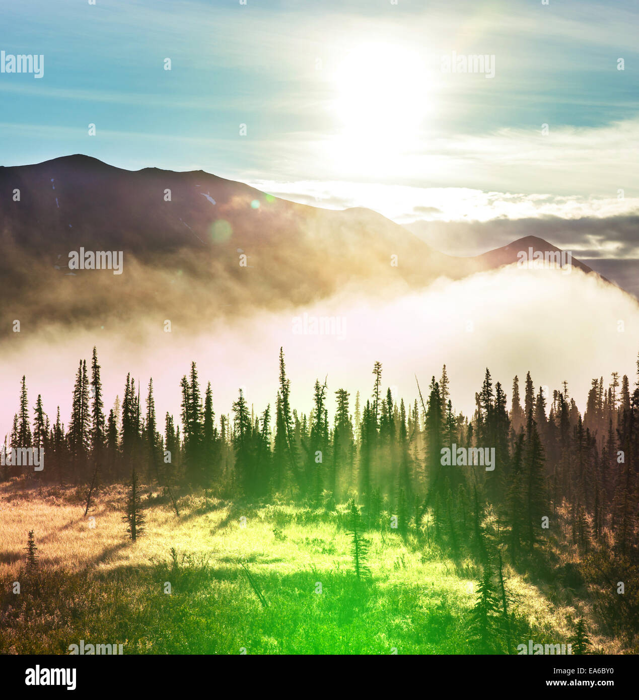 Forest on Alaska Stock Photo - Alamy