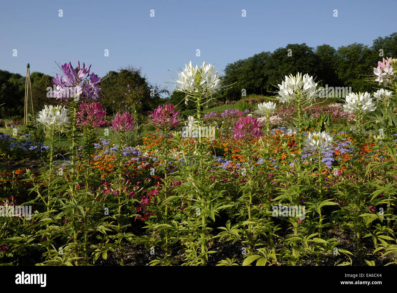 Spider flowers hi-res stock photography and images - Alamy