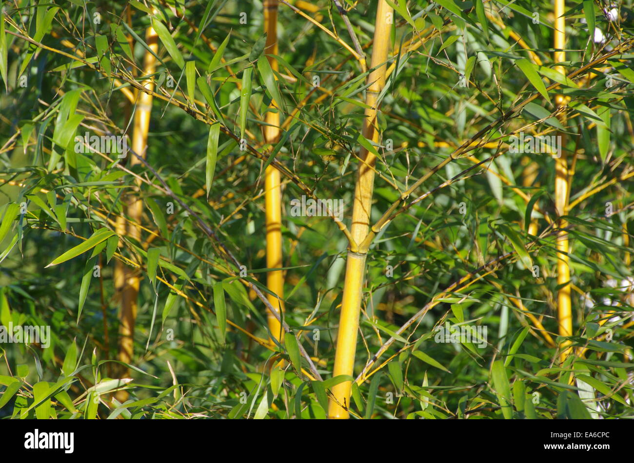 Bambustapete hi-res stock photography and images - Alamy