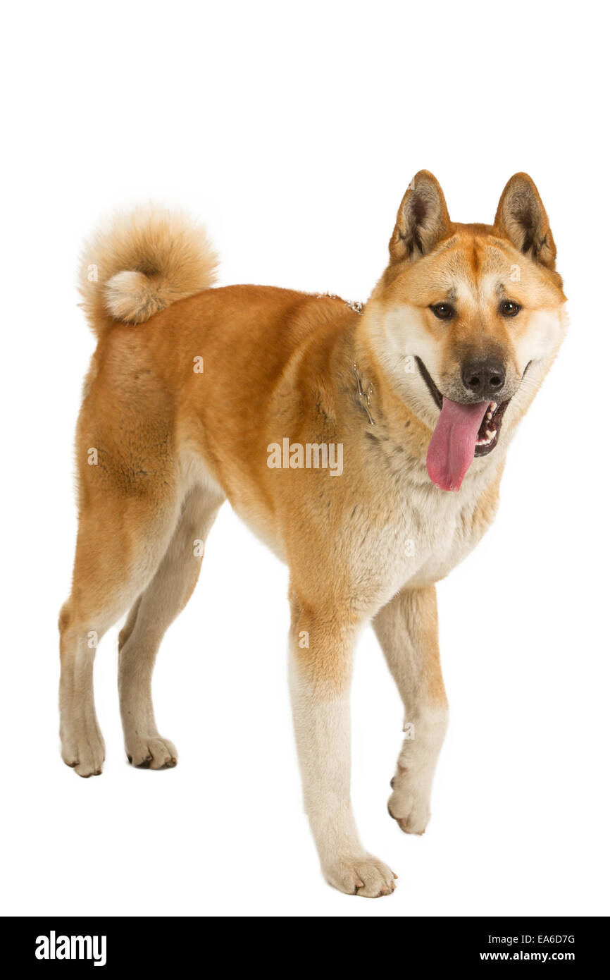 Akita head shot hi-res stock photography and images - Alamy