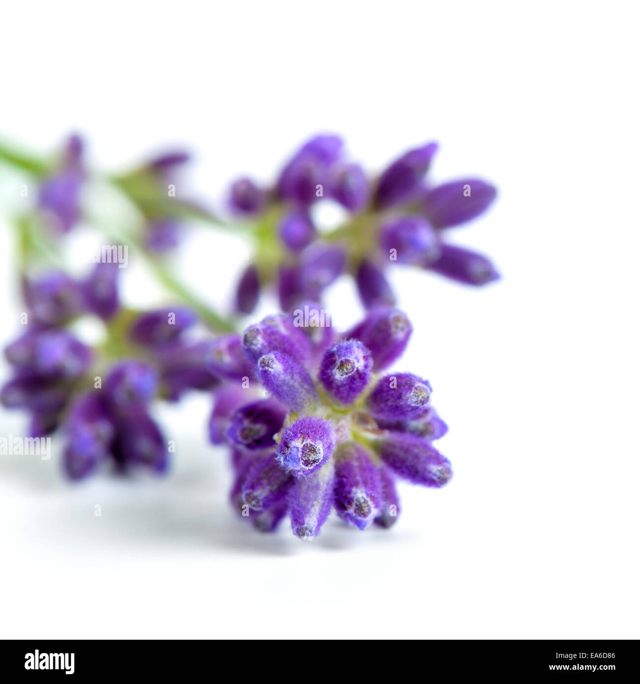 Lavender Cut Out Stock Images & Pictures - Alamy