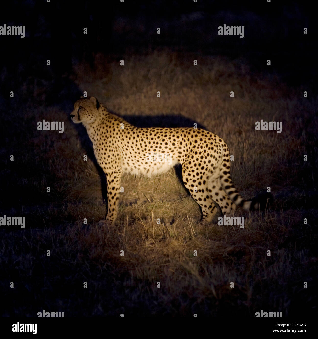 Cheetah at night, South Africa Stock Photo - Alamy