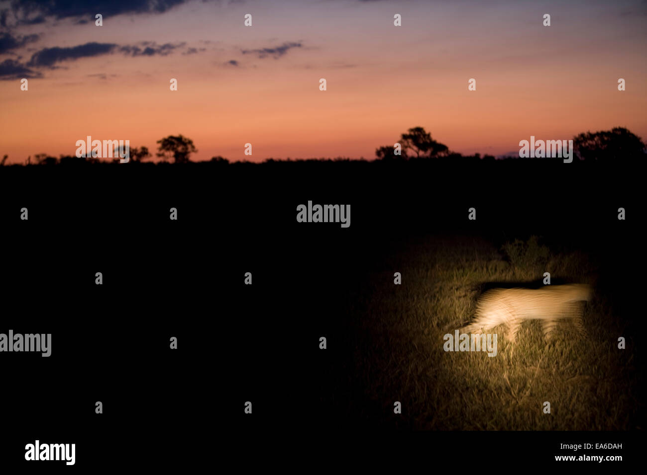 Cheetah at night, South Africa Stock Photo - Alamy