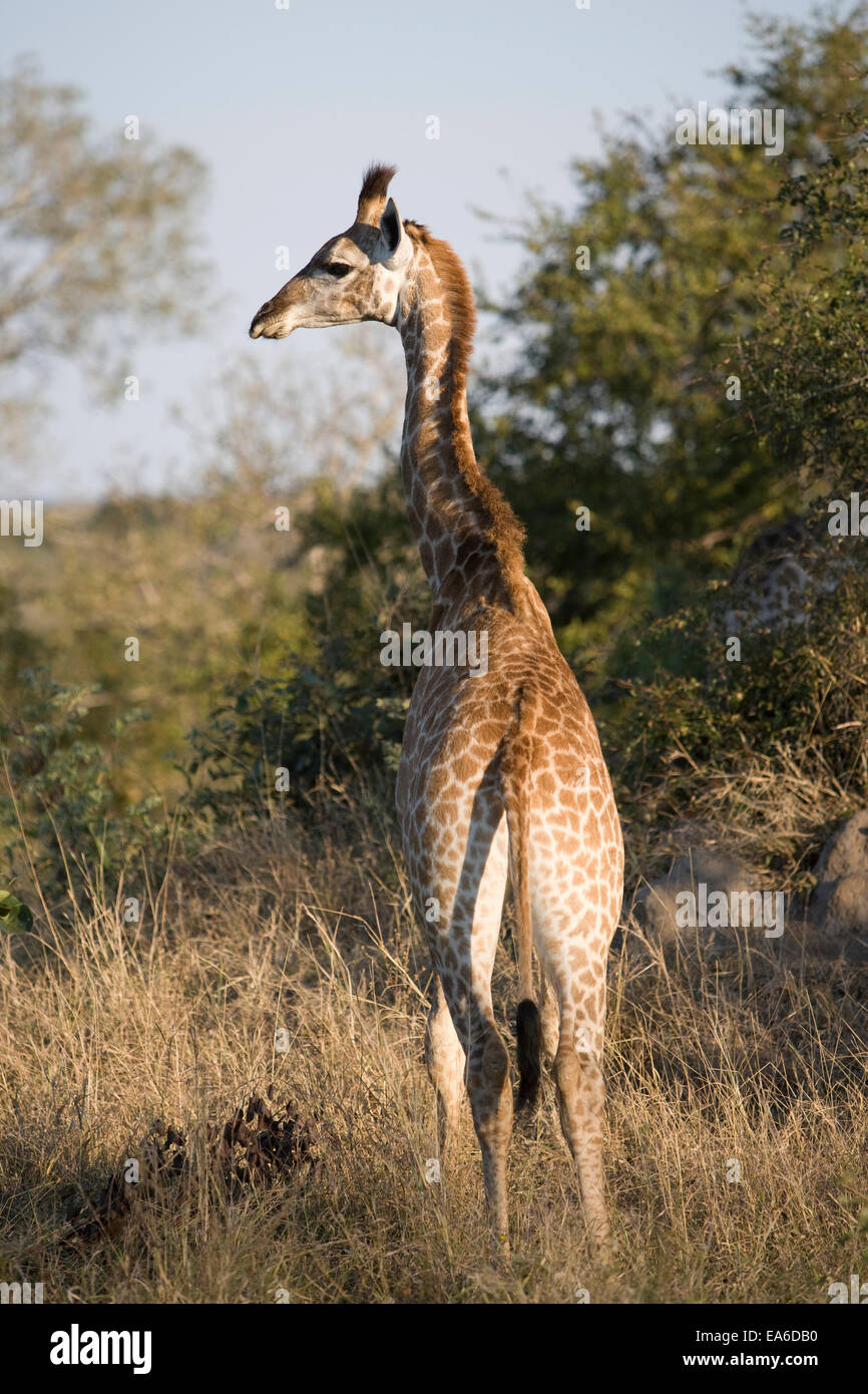 South African Giraffe