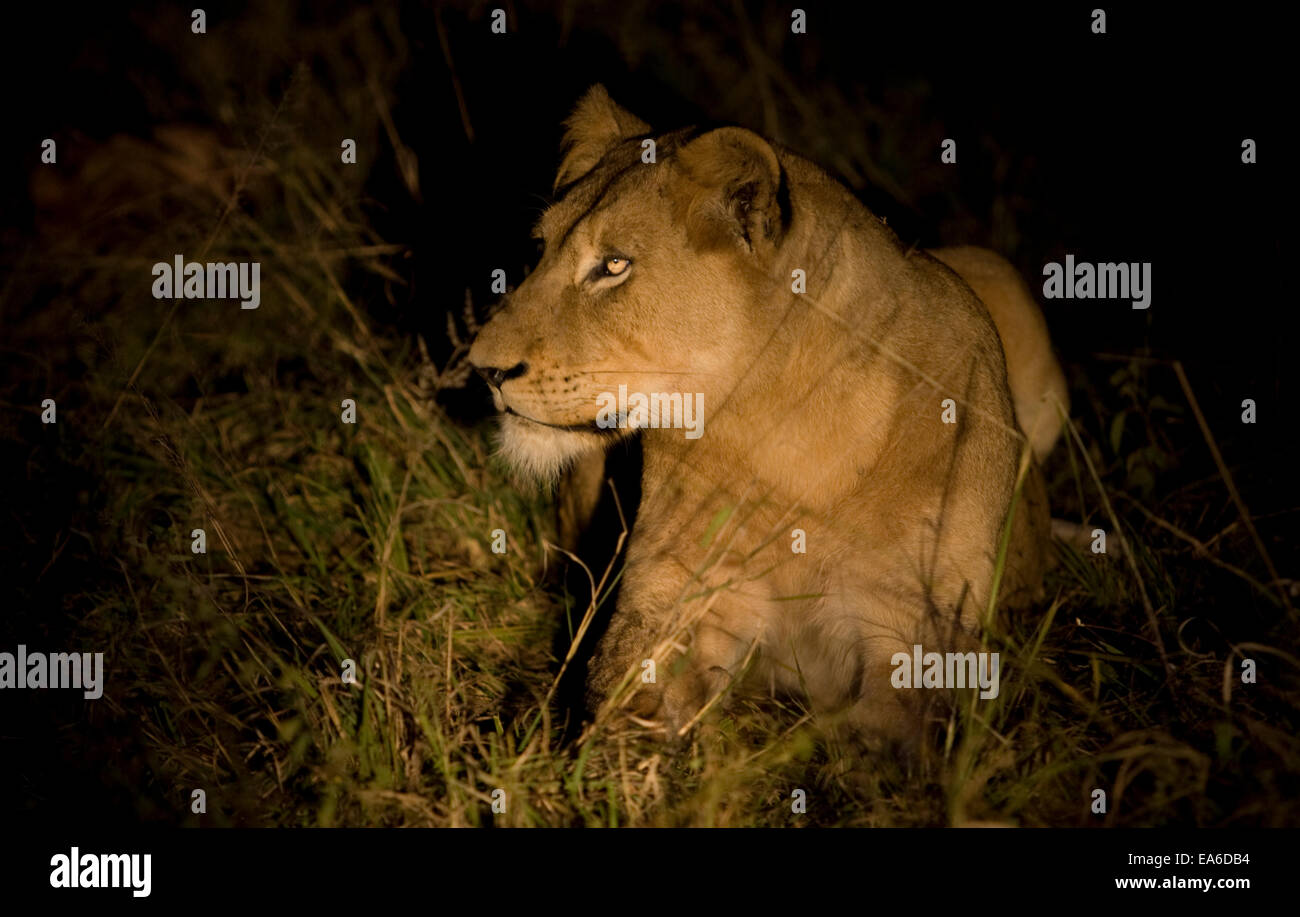 Lioness at night, South Africa Stock Photo - Alamy