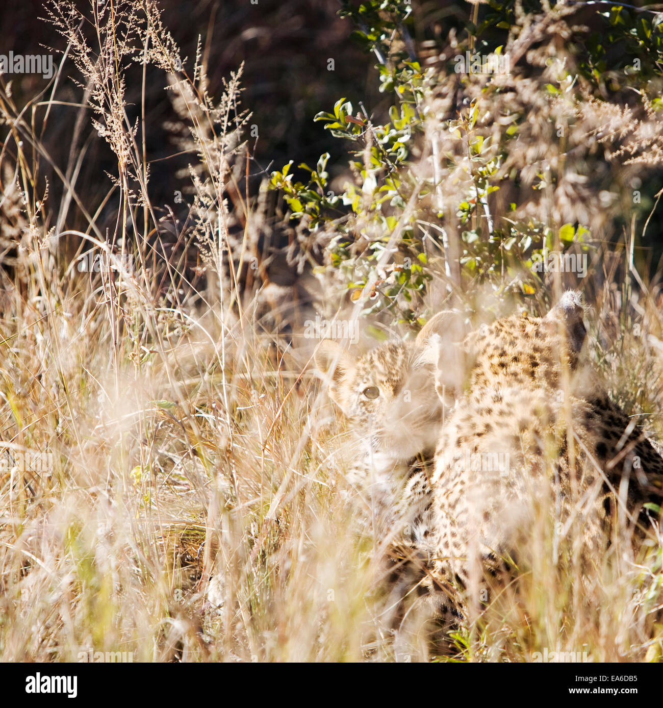 Two leopards camouflaged in the bush hi-res stock photography and ...