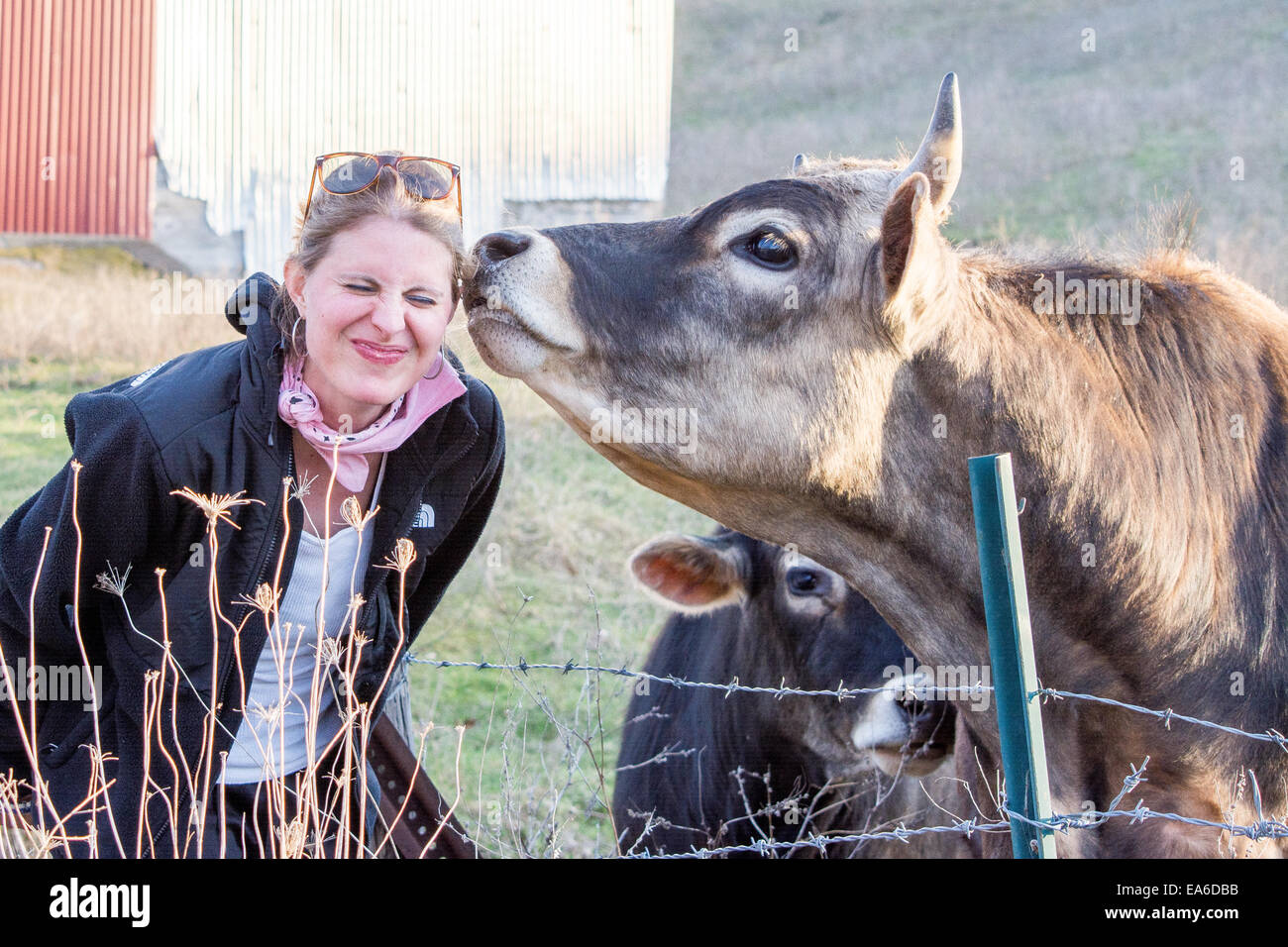Cow smelling face hi-res stock photography and images - Alamy