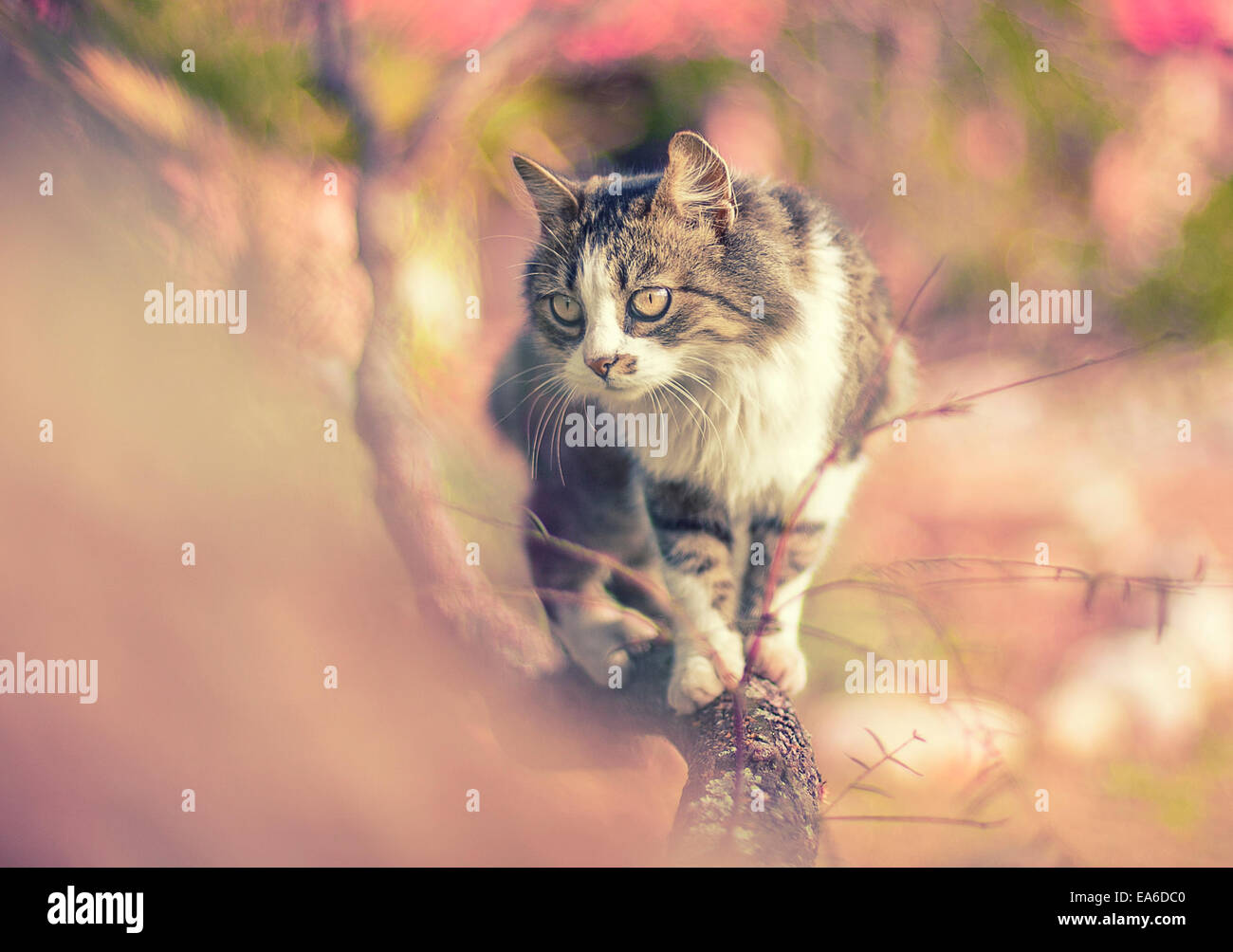 Cat balancing on tree branch Stock Photo - Alamy