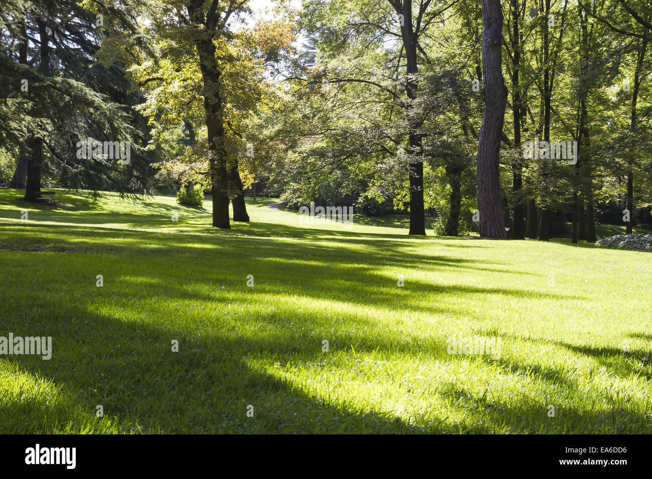 sunlight, beautiful park with leafy trees Stock Photo - Alamy