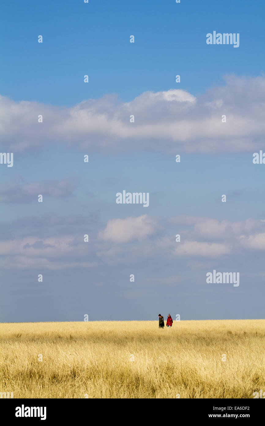 Walk in the salt marshes Stock Photo - Alamy