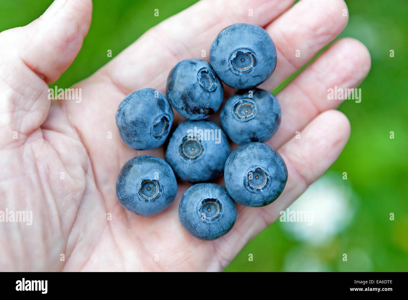 Hand holding fresh, ripe blueberries Stock Photo - Alamy