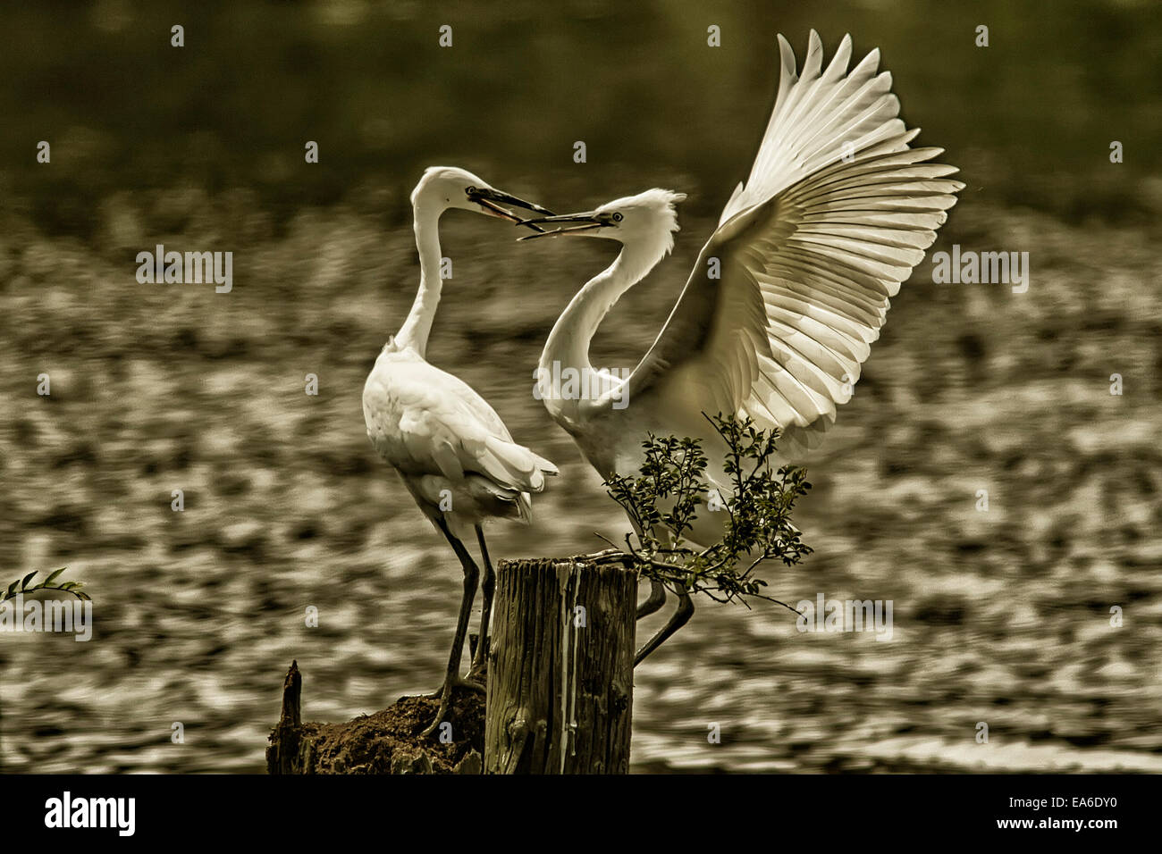 Tokyo wildlife hi-res stock photography and images - Alamy