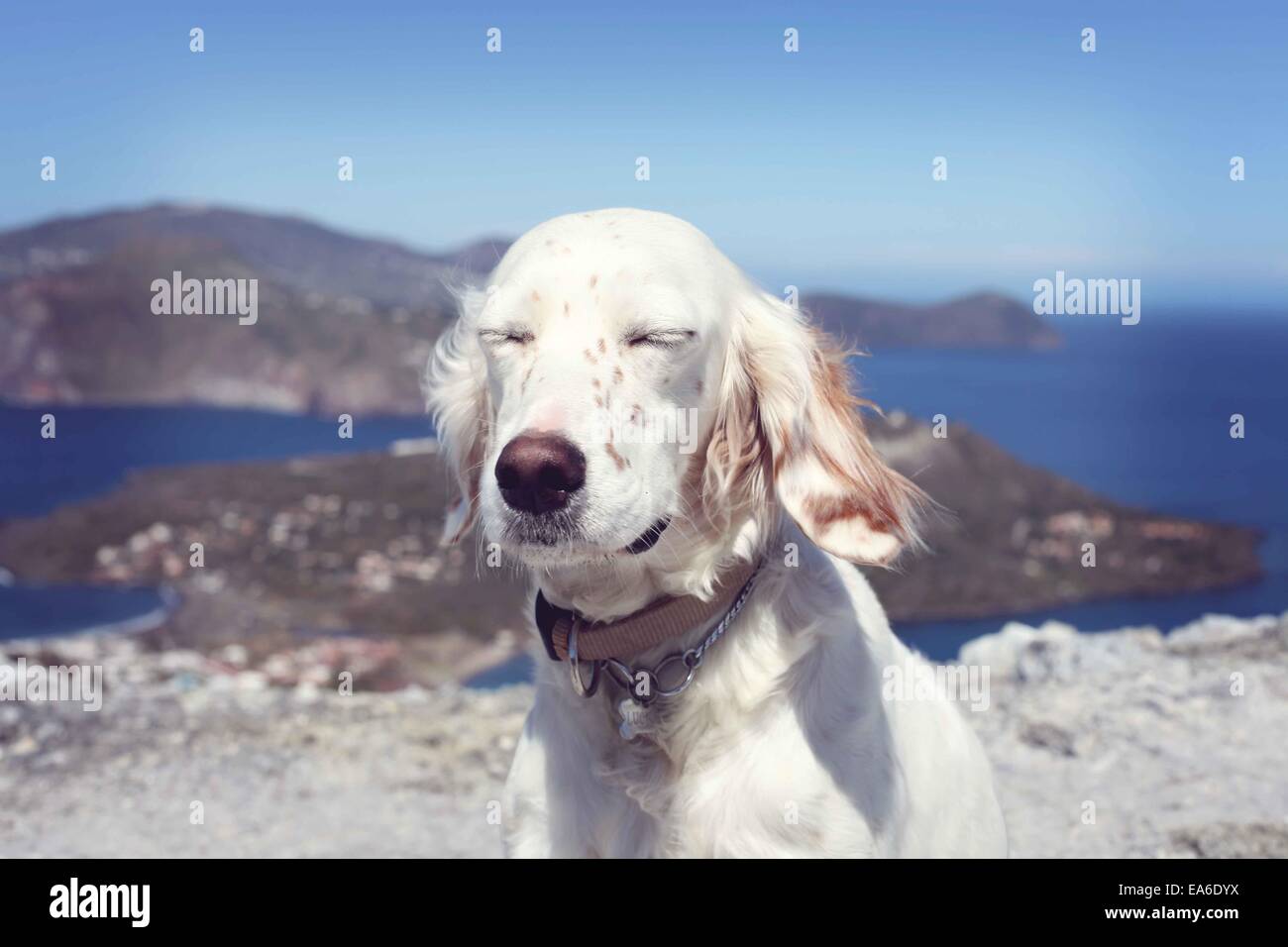 English setter sunbathing hi-res stock photography and images - Alamy