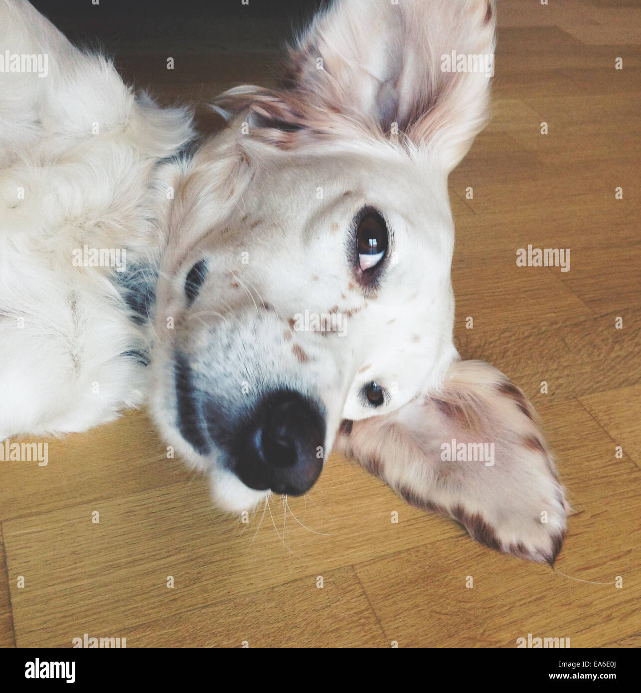 English setter lying on floor hi-res stock photography and images - Alamy