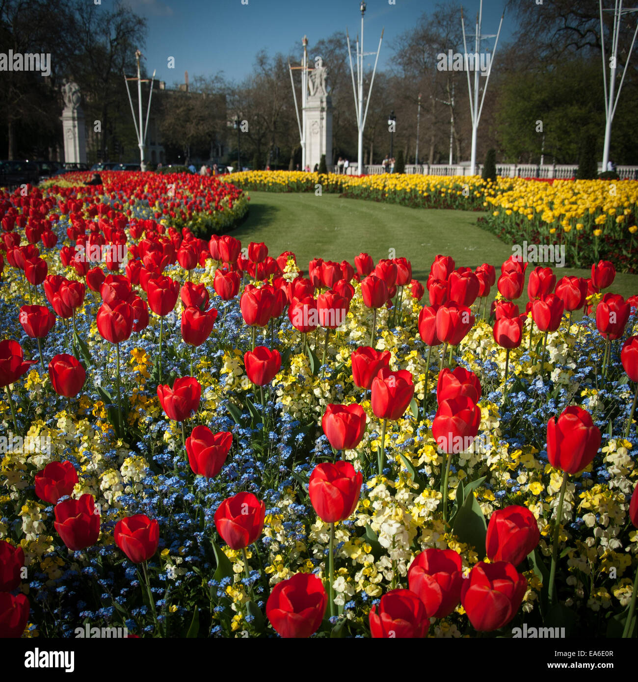 England, London, Tulips in front of Buckingham Palace Stock Photo - Alamy