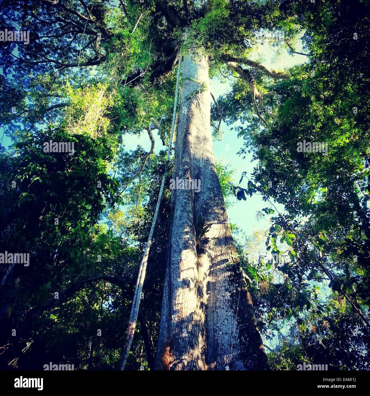 Brazil, North Region, Samauma tree Stock Photo - Alamy