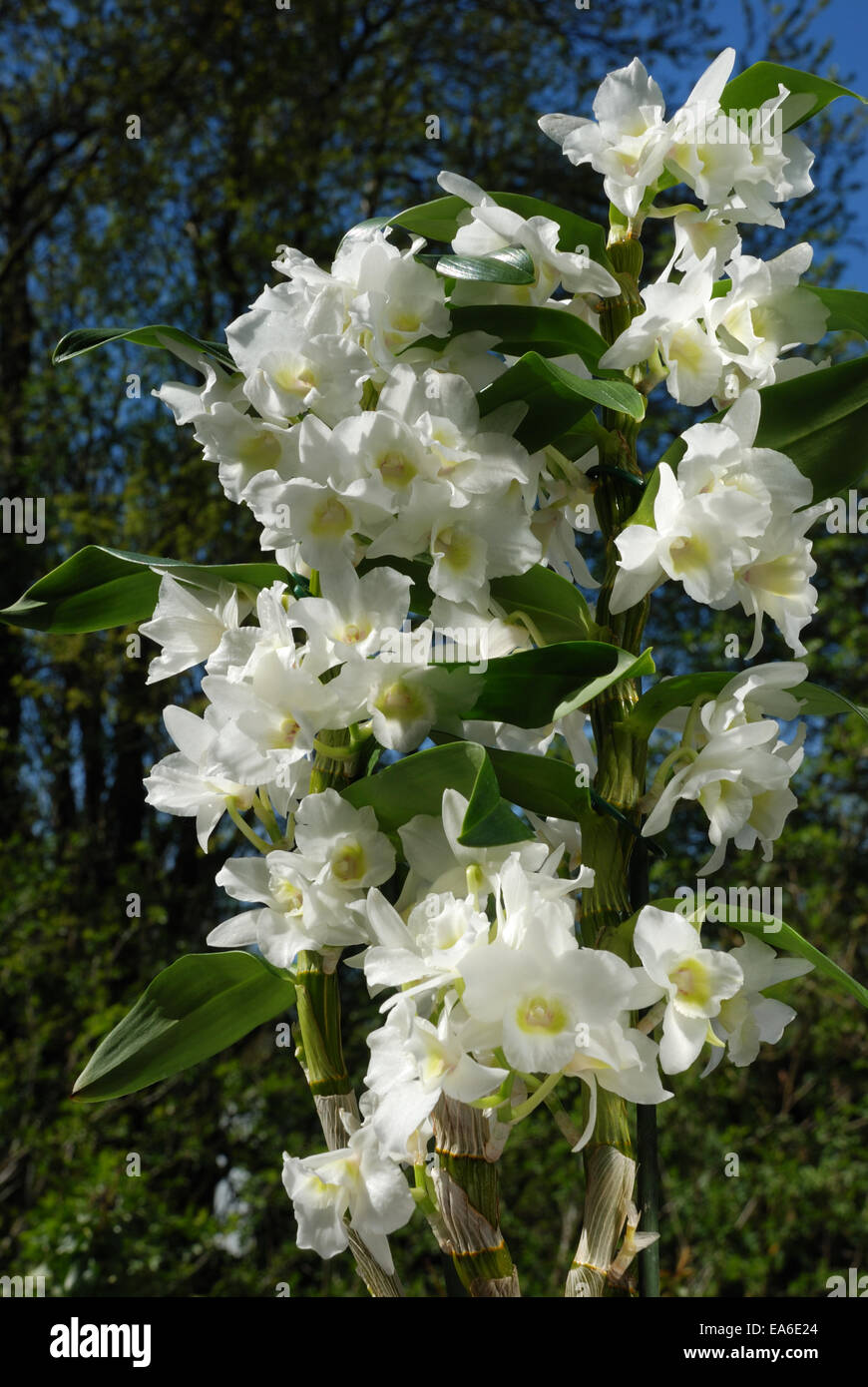 Dendrobium green hi-res stock photography and images - Alamy