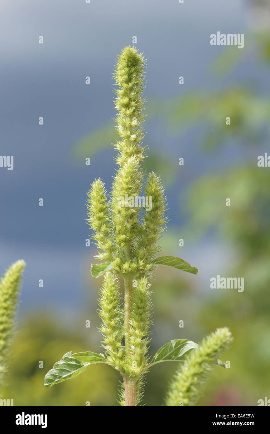 Redroot amaranth amaranthus retroflexus hi-res stock photography and ...
