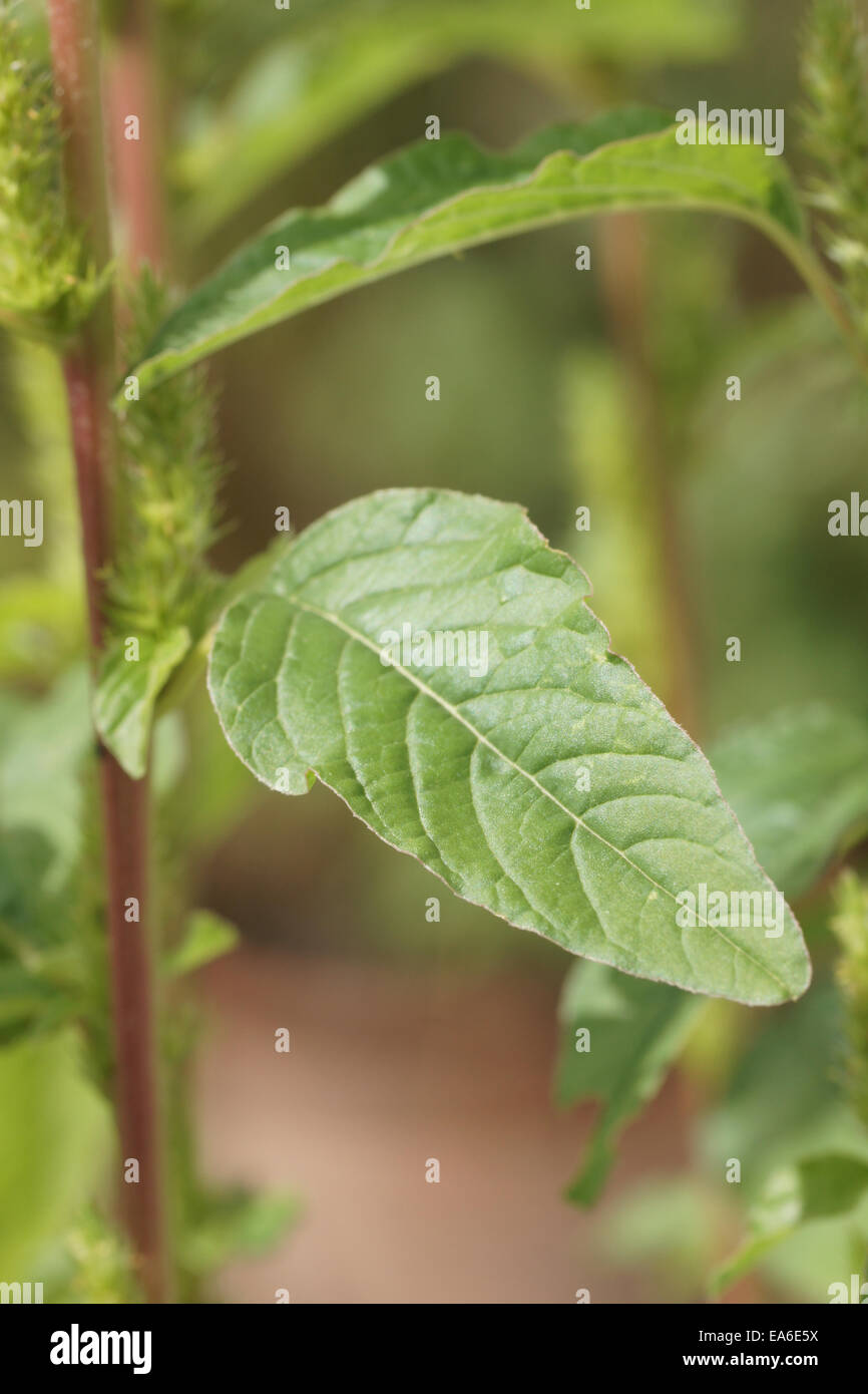 Redroot amaranth amaranthus retroflexus hi-res stock photography and ...