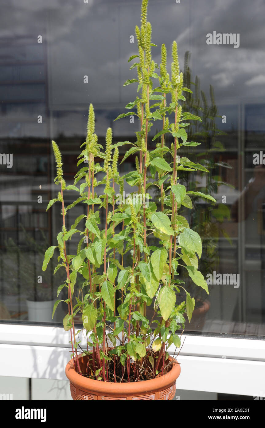 Redroot amaranth amaranthus retroflexus hi-res stock photography and ...