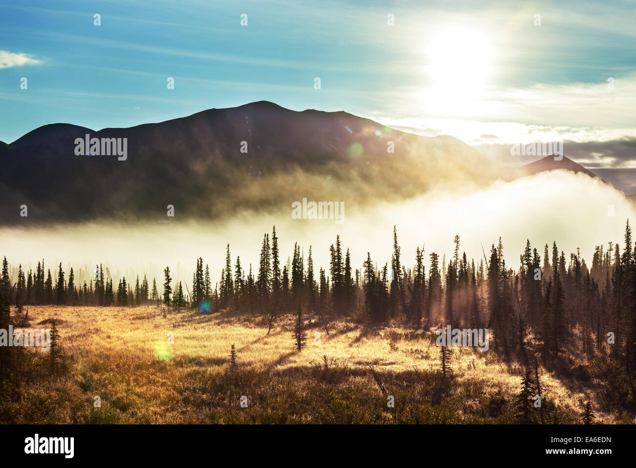 Forest on Alaska Stock Photo - Alamy