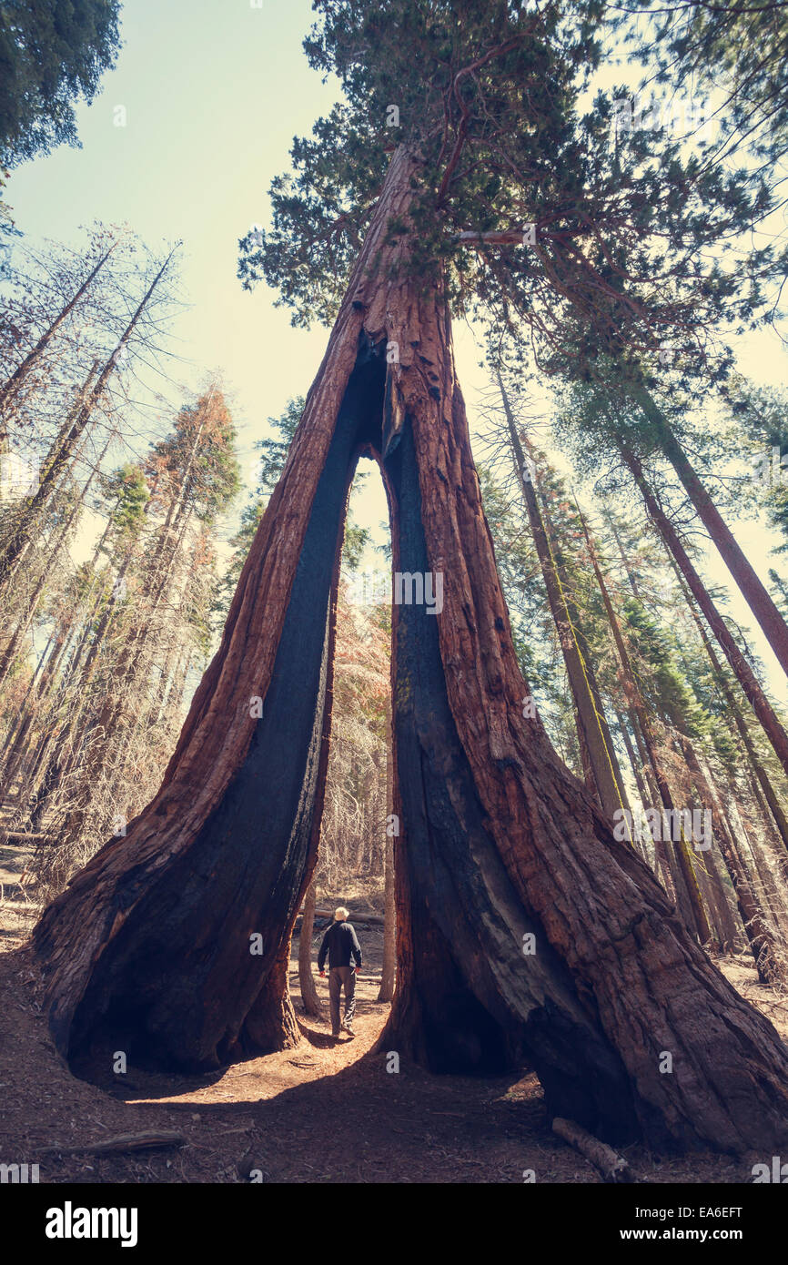 Sequoia red woods trees hi-res stock photography and images - Alamy