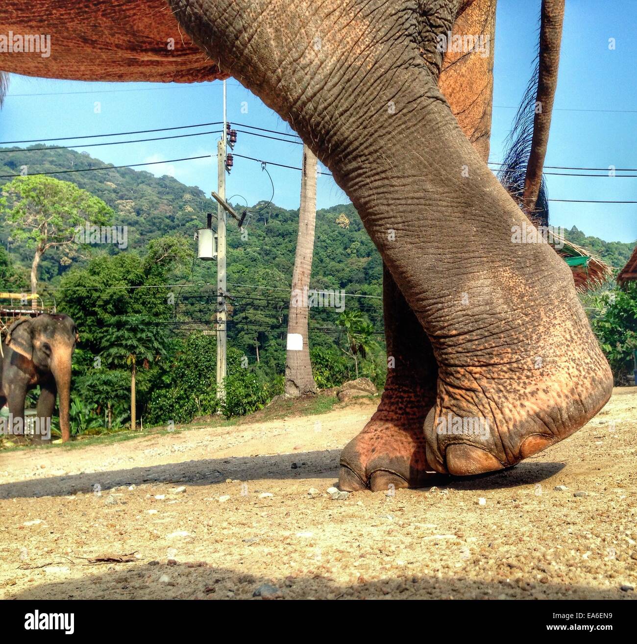 Elephant feet hi-res stock photography and images - Alamy