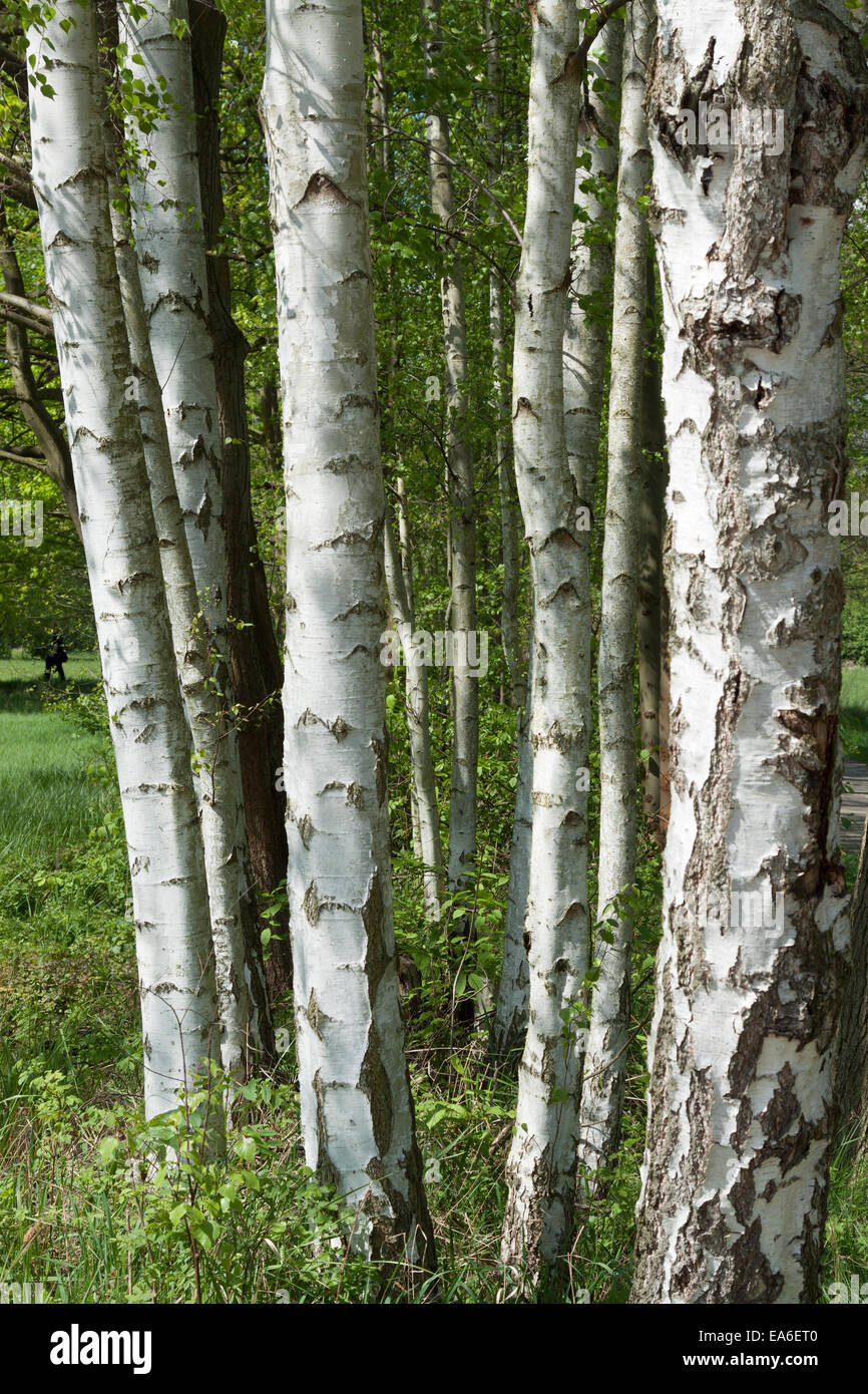 Birch grove hi-res stock photography and images - Alamy