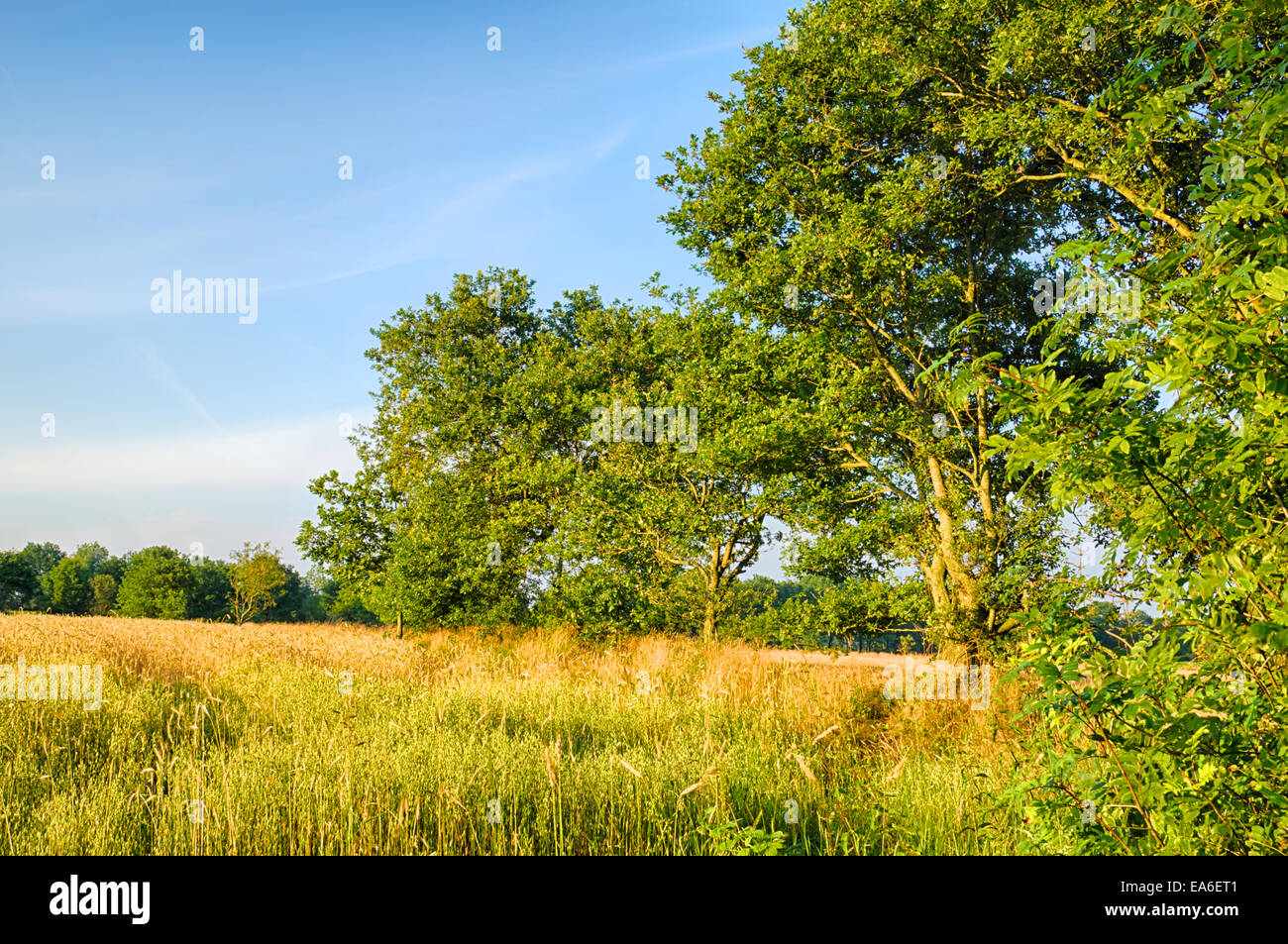 Summer_landscape hi-res stock photography and images - Alamy