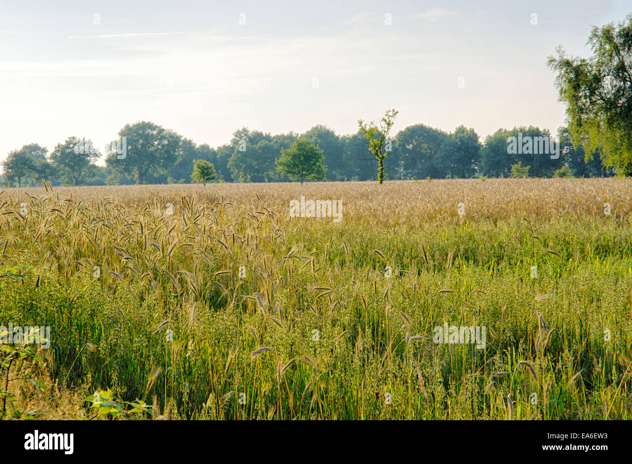 Summer_landscape hi-res stock photography and images - Alamy