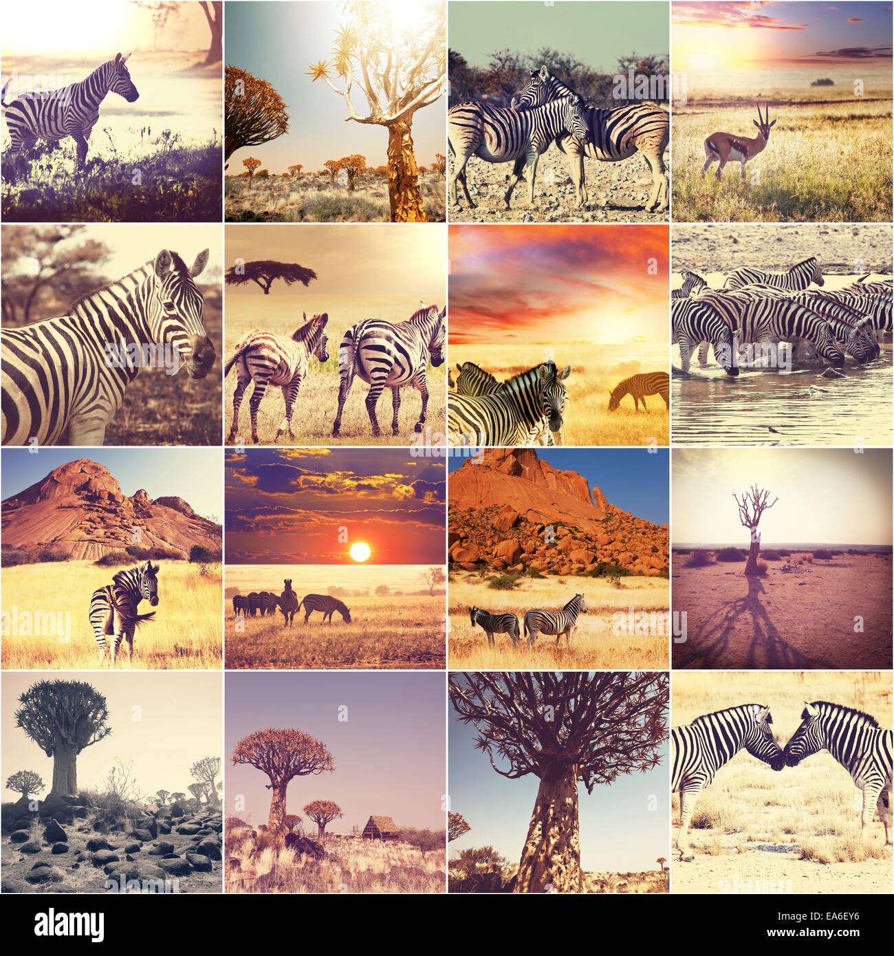 Desert Animals Collage