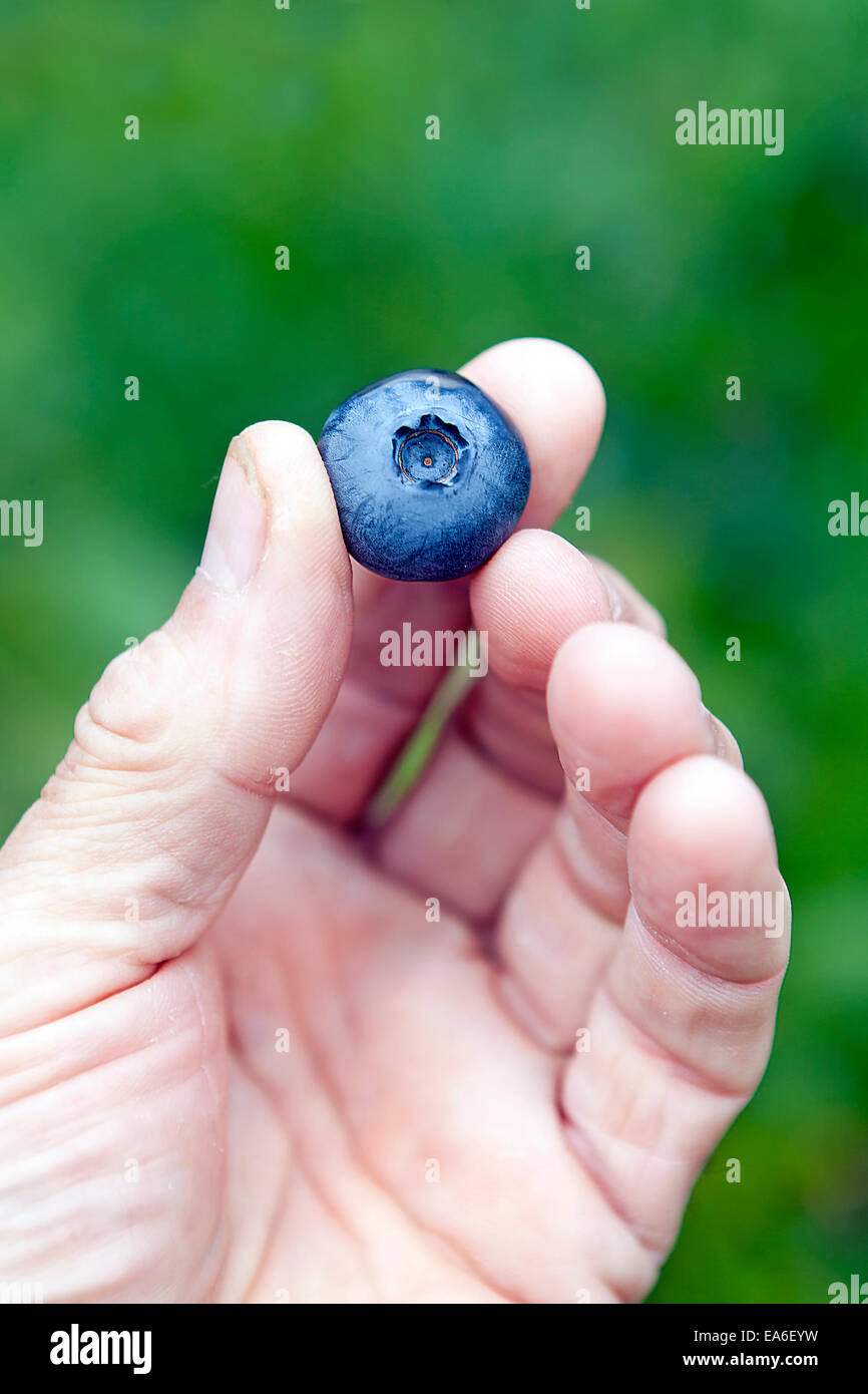 Hand holding fresh, ripe blueberries Stock Photo - Alamy