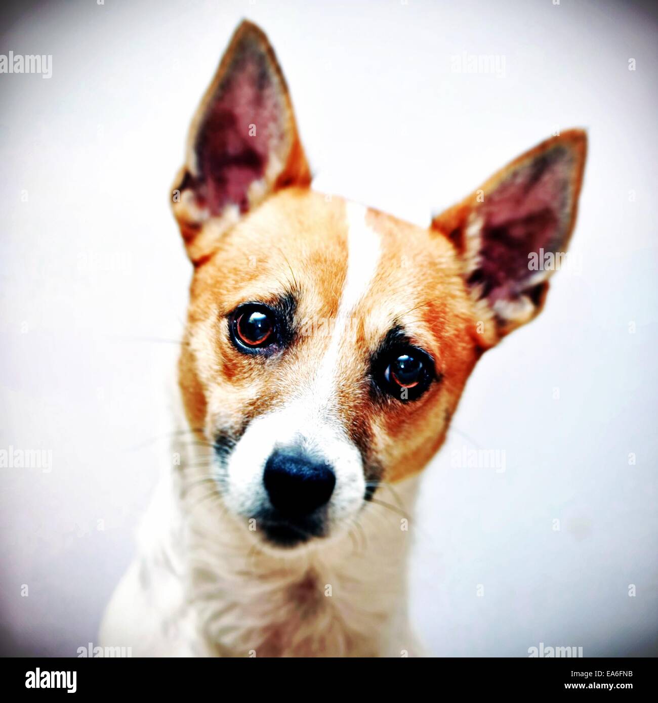 Jack Russell terrier dog head shot Stock Photo - Alamy