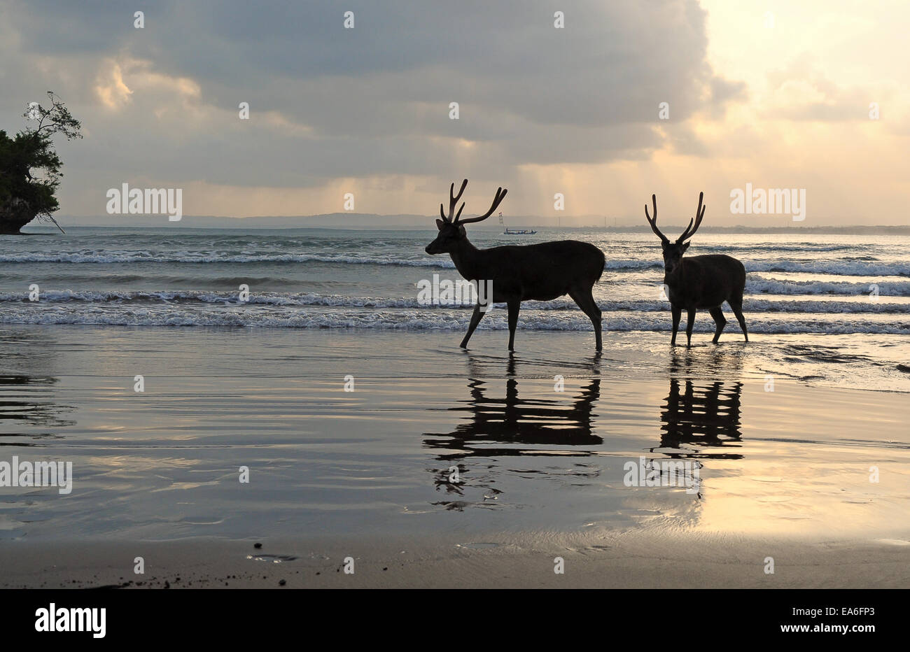 Indonesia, West Java, Pangandaran, Silhouette of Deer Stock Photo - Alamy