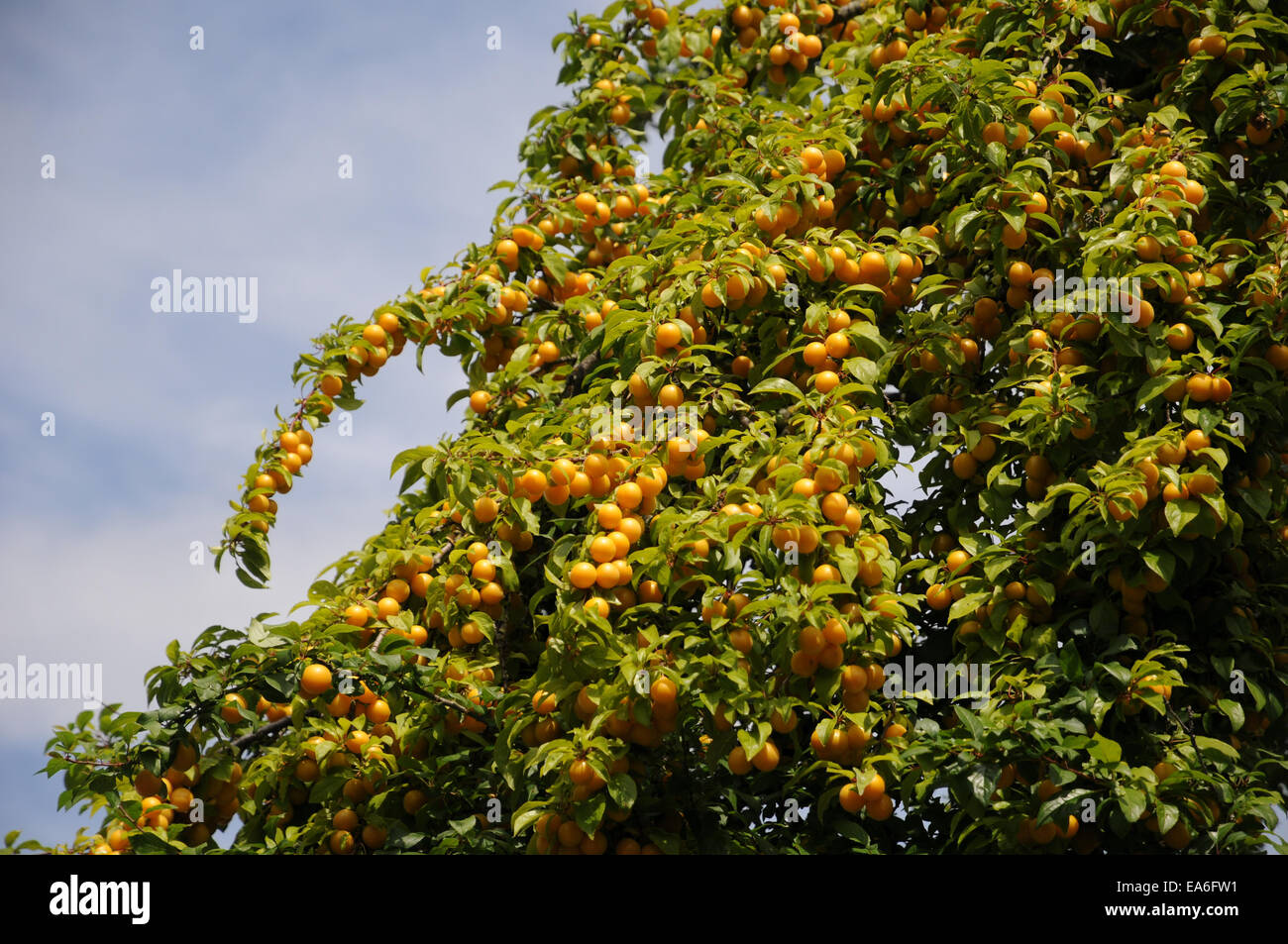 Mirabell tree hi-res stock photography and images - Alamy