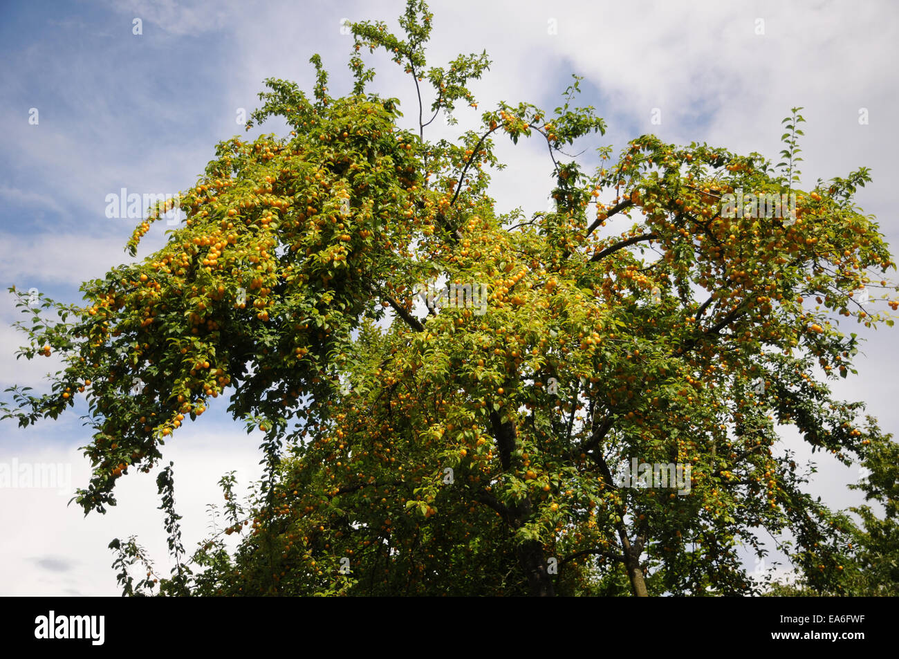 Mirabelle trees prunus domestica syriaca hi-res stock photography and ...