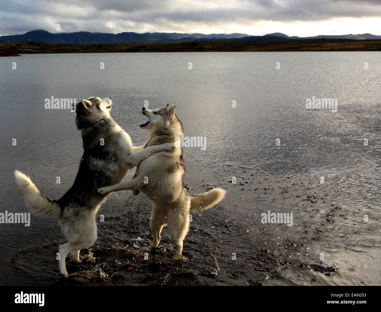 Two huskies hi-res stock photography and images - Alamy