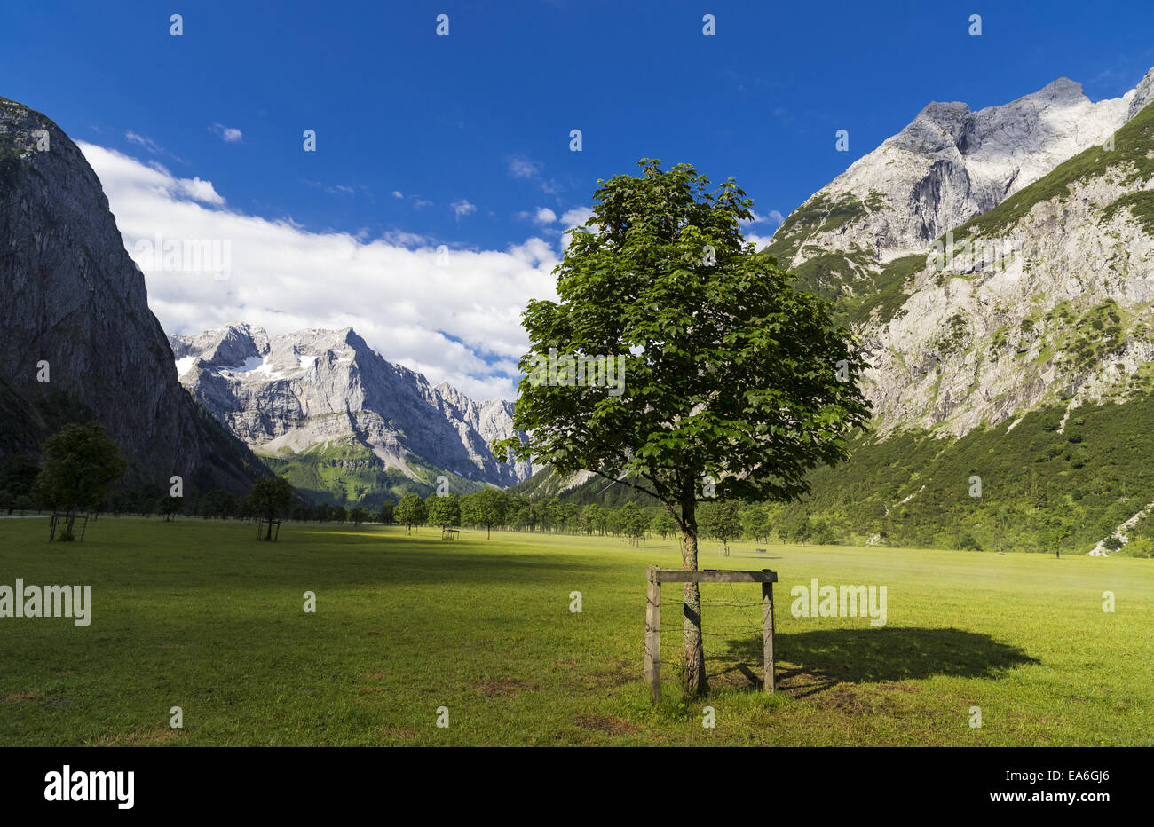 little maple tree Stock Photo - Alamy