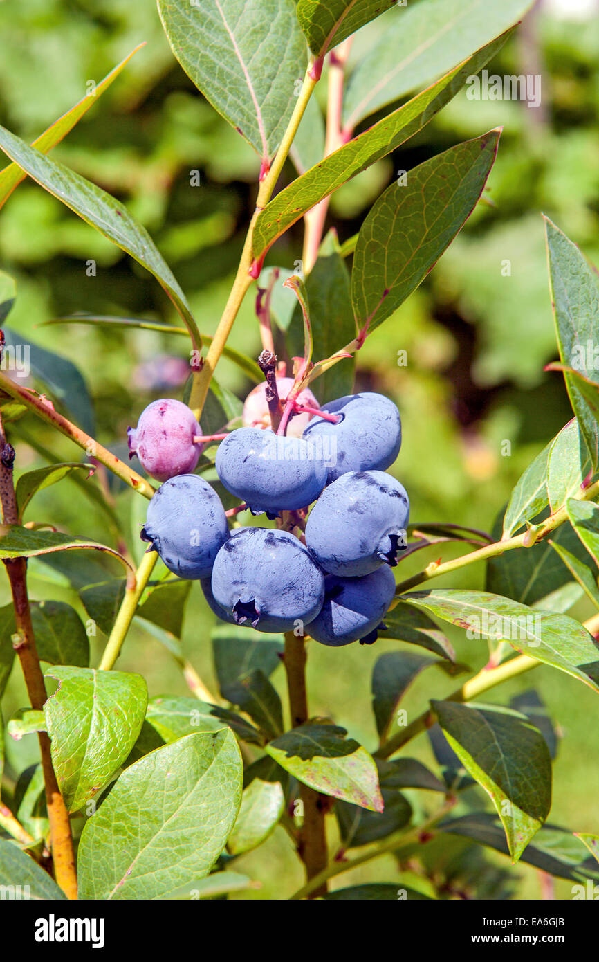 Northern highbush blueberries at various stages of ripening growing on ...