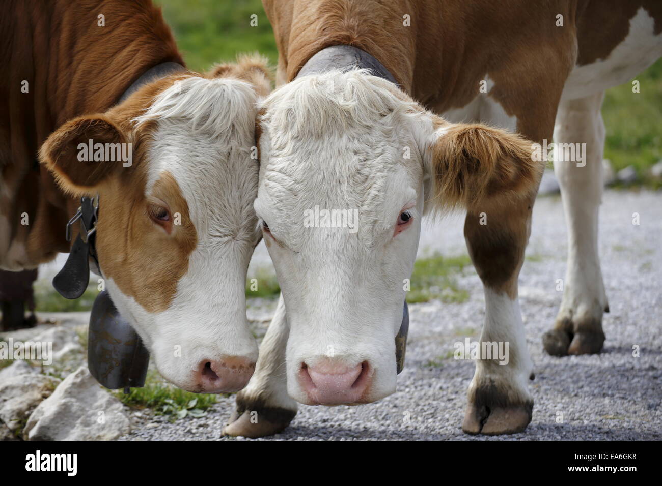 Cow friends hi-res stock photography and images - Alamy
