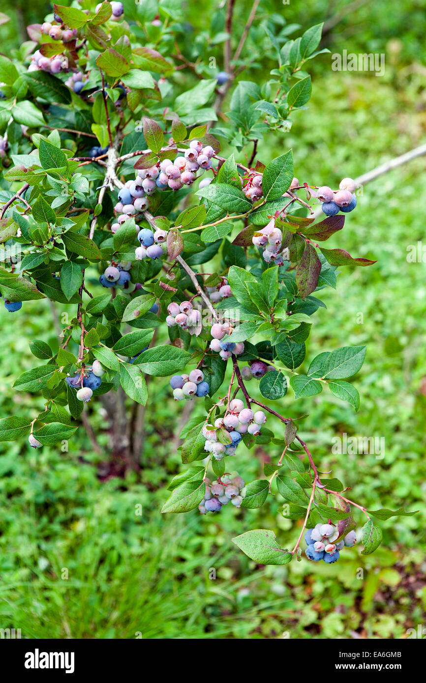 Northern highbush blueberries at various stages of ripening growing on ...