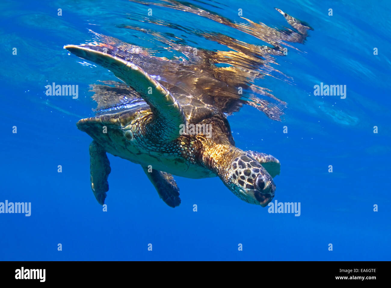 Green Sea Turtle, Hawaii, United States Stock Photo - Alamy