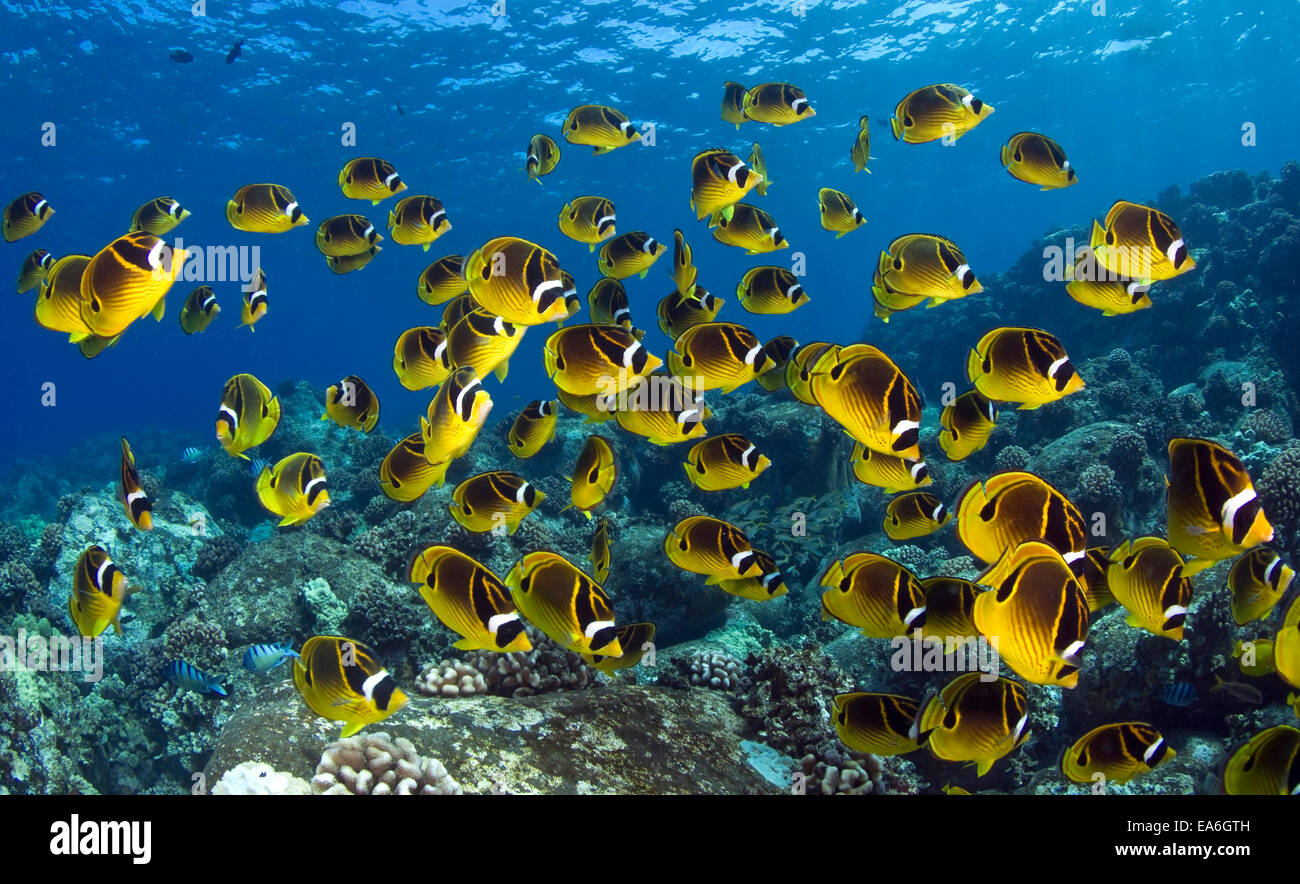 Butterflyfish hi-res stock photography and images - Alamy
