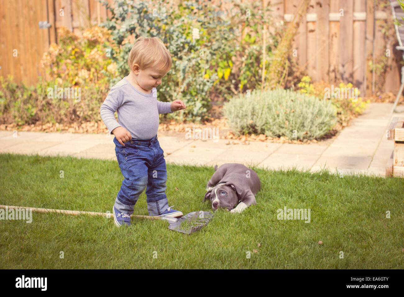 Boy playing with American Bulldog puppy Stock Photo - Alamy