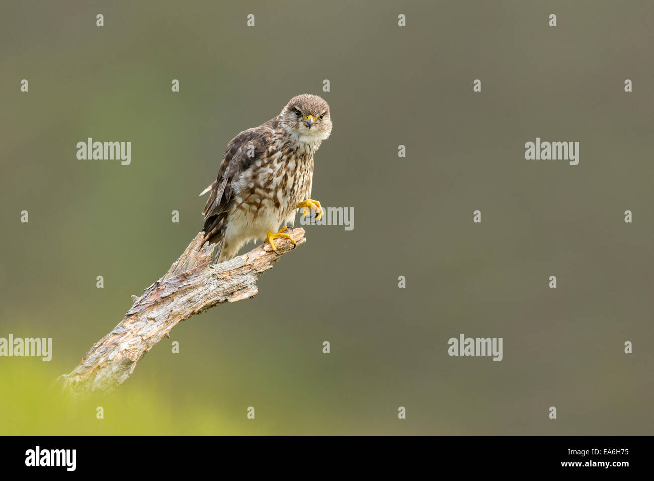 Merlin bird hi-res stock photography and images - Alamy